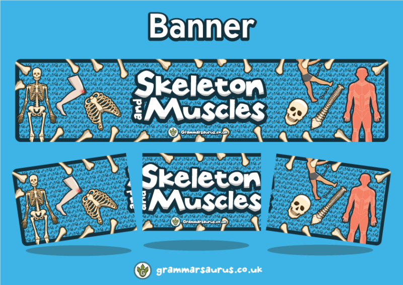 Science - Animals including Humans - Skeleton and Muscles - Banner ...
