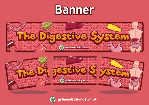 The Digestive System Display Banner - Grammarsaurus