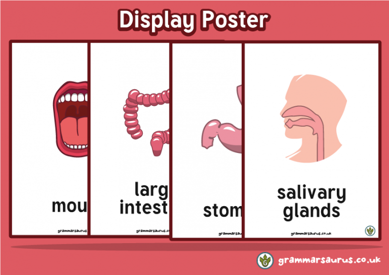 The Digestive System Vocabulary Posters - Grammarsaurus