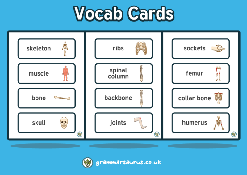 Science - Animals including Humans - Skeleton and Muscles Vocabulary ...