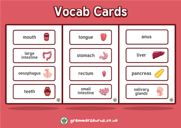 The Digestive System Vocabulary Cards - Grammarsaurus