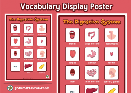 The Digestive System Large Vocabulary Poster - Grammarsaurus