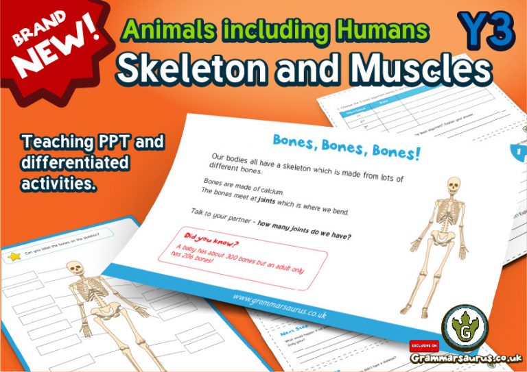 Year 3 Animals including Humans - Grammarsaurus