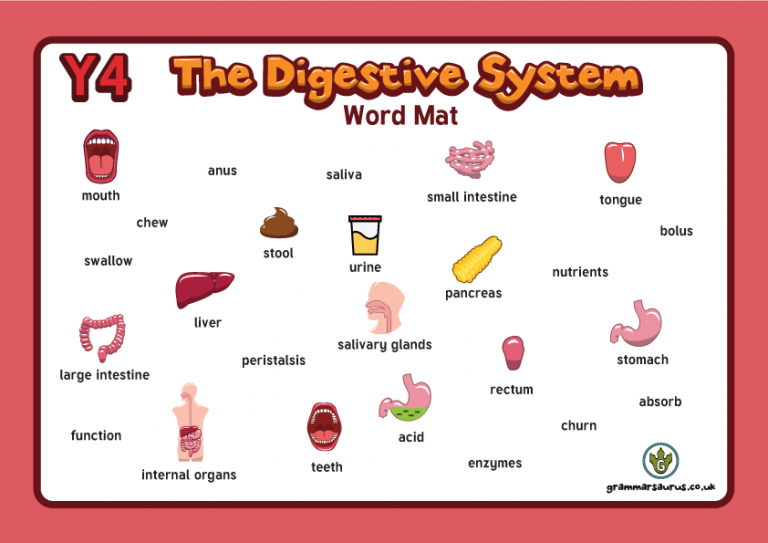 The Digestive System - Word Mat - Grammarsaurus