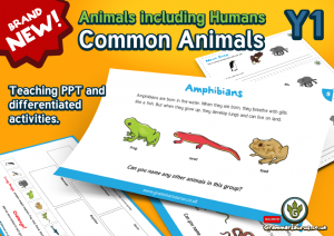 Year 1 Science - Animals including Humans - Common Animals - Lesson 1 ...