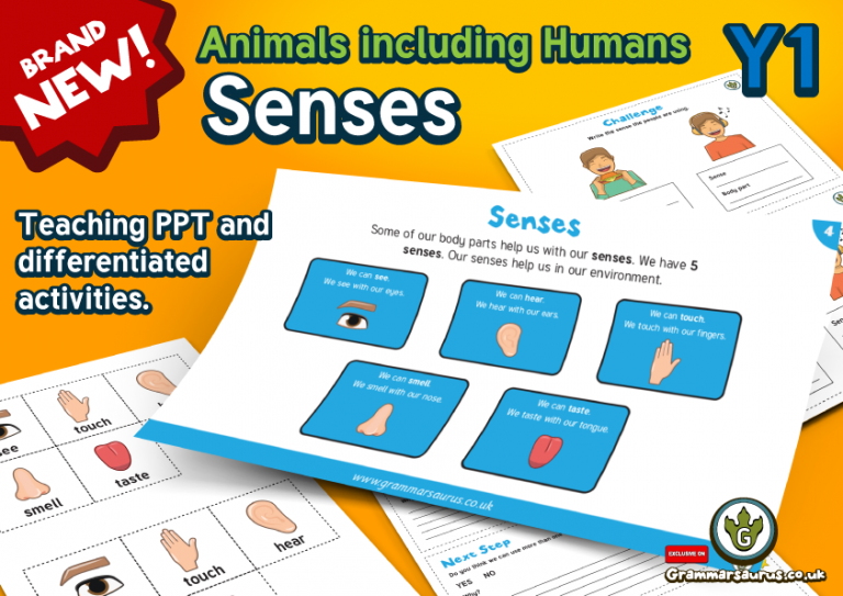 Year 1 Science - Animals including Humans - Senses - Lesson 5 ...