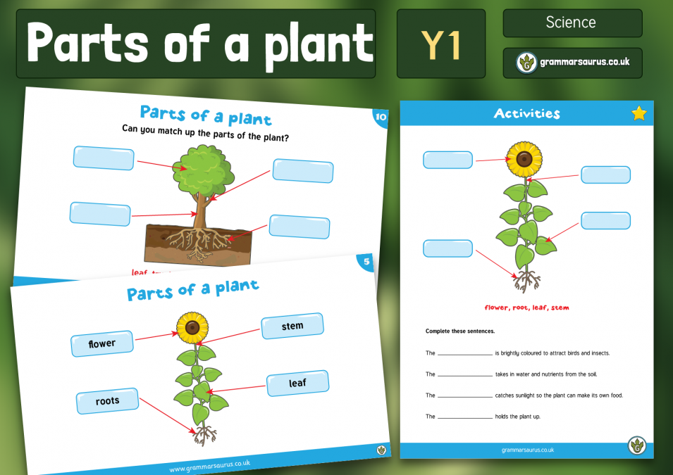 Year 1 Science - Parts of a Plant - Lesson 2 - Grammarsaurus