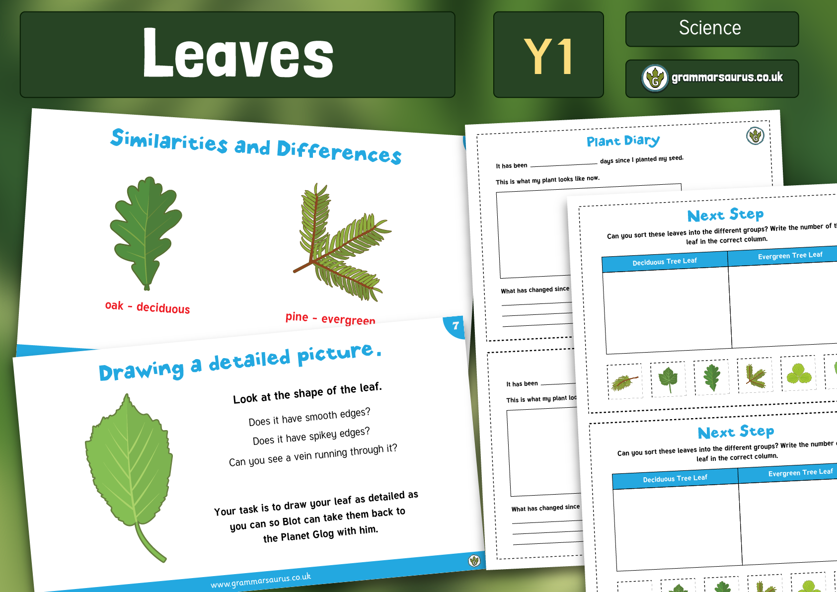 Year 1 Science - Plants - Leaves Investigation - Lesson 8 - Grammarsaurus