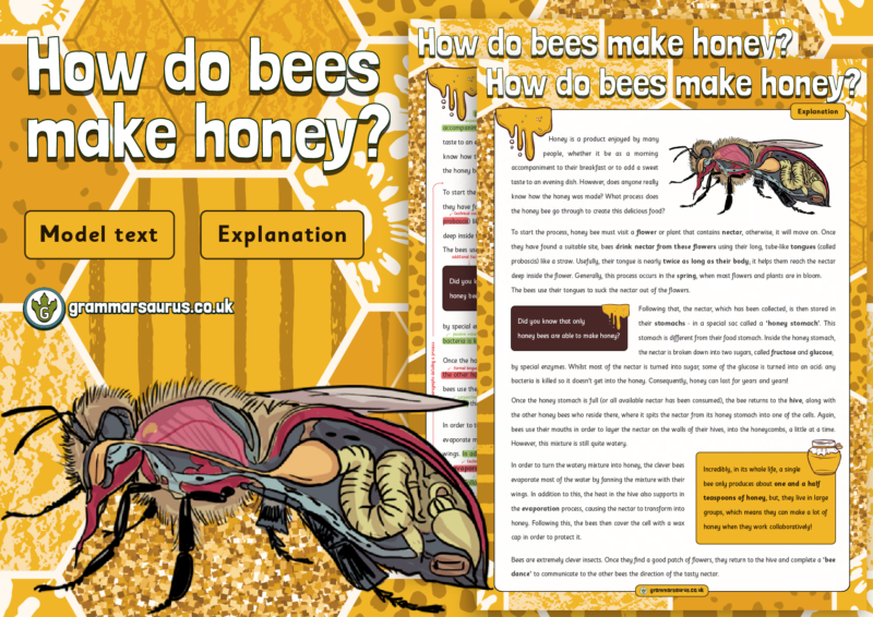 Year 6 Model Text - Explanation - How do bees make honey? - Grammarsaurus