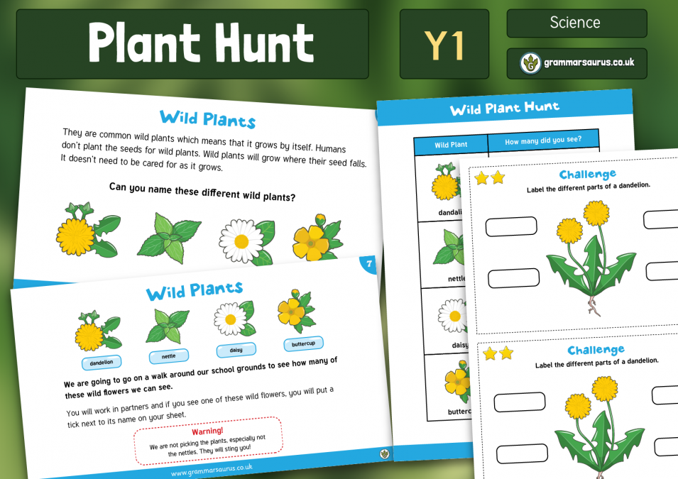 Year 1 Science - Plants - Plant Hunt- Lesson 4 - Grammarsaurus