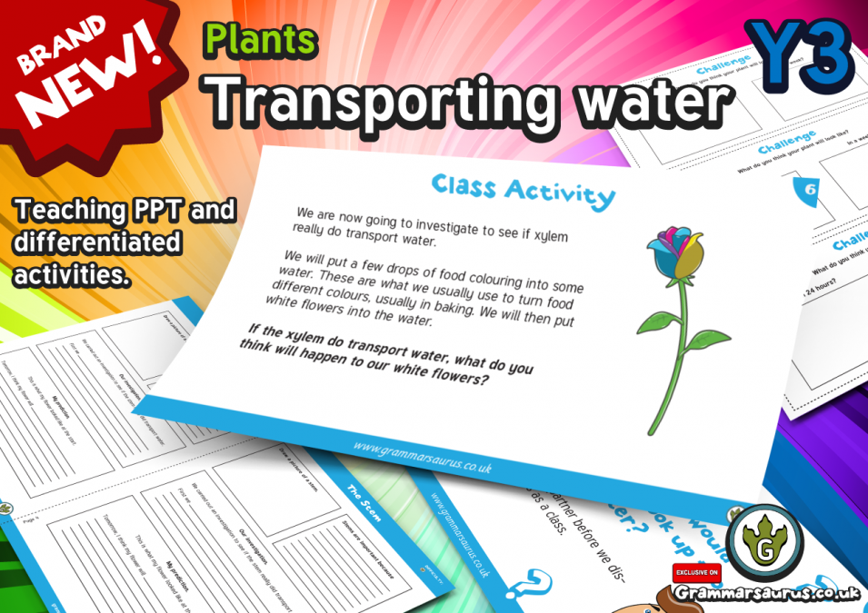 Year 3 Science - Plants - Transporting Water - Lesson 4 - Grammarsaurus