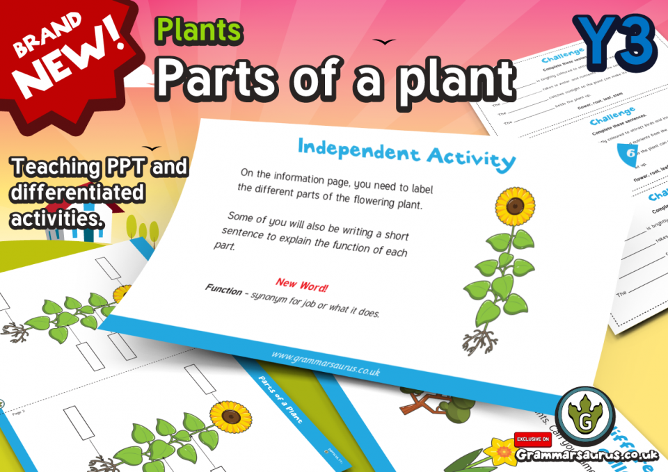 Year 3 Science - Plants - Parts of a plant - Lesson 2 - Grammarsaurus