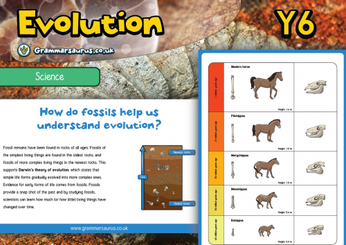 Year 6 Science - Evolution - How fossils help us understand Evolution ...