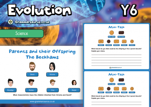 Year 6 Science - Evolution - Offspring and Genetics - Lesson 5 ...