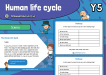 Year 5 Science - Animals including Humans - Human Life Cycle - Lesson 1 ...