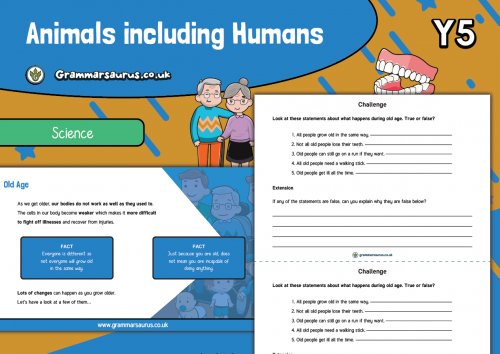 Year 5 Science - Animals including Humans - Seniors - Lesson 4 ...