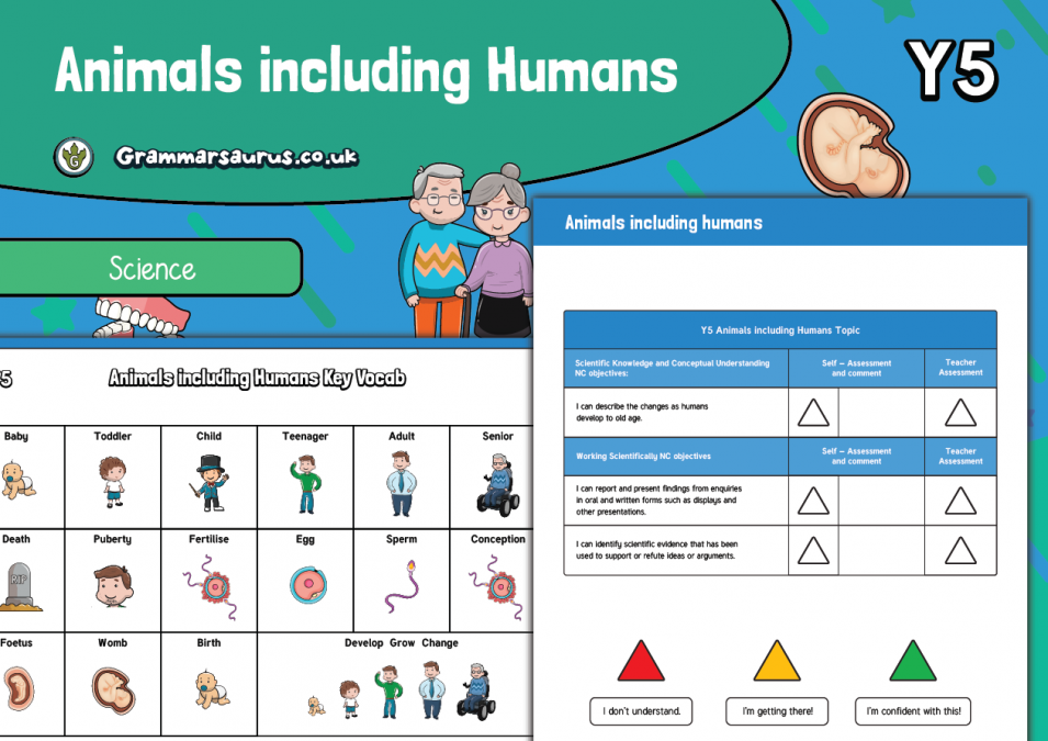 Year 5 Science - Animals including Humans - Assessment Pack - Grammarsaurus