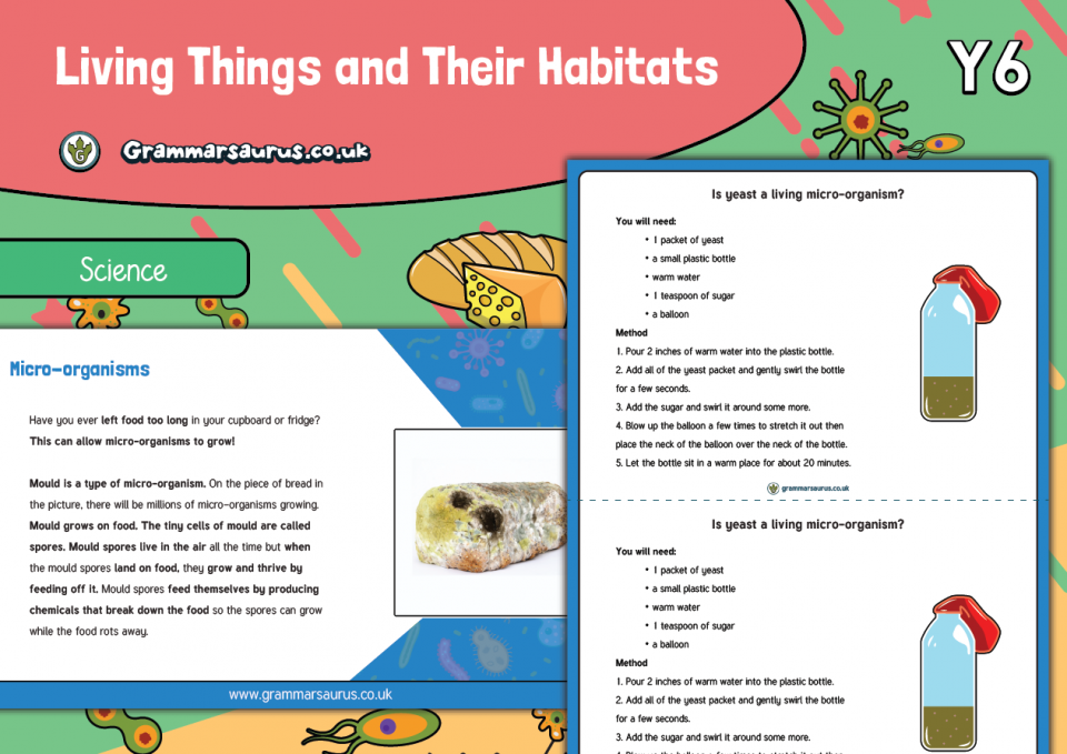 Year 6 Science - Living Things and their Habitats - Micro-Organism ...