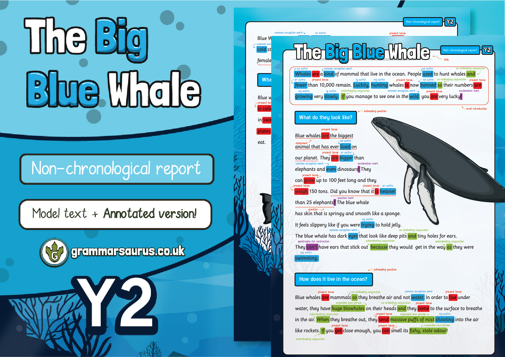 Year 2 - Model Text - Non-Chronological Report - The Big Blue Whale ...