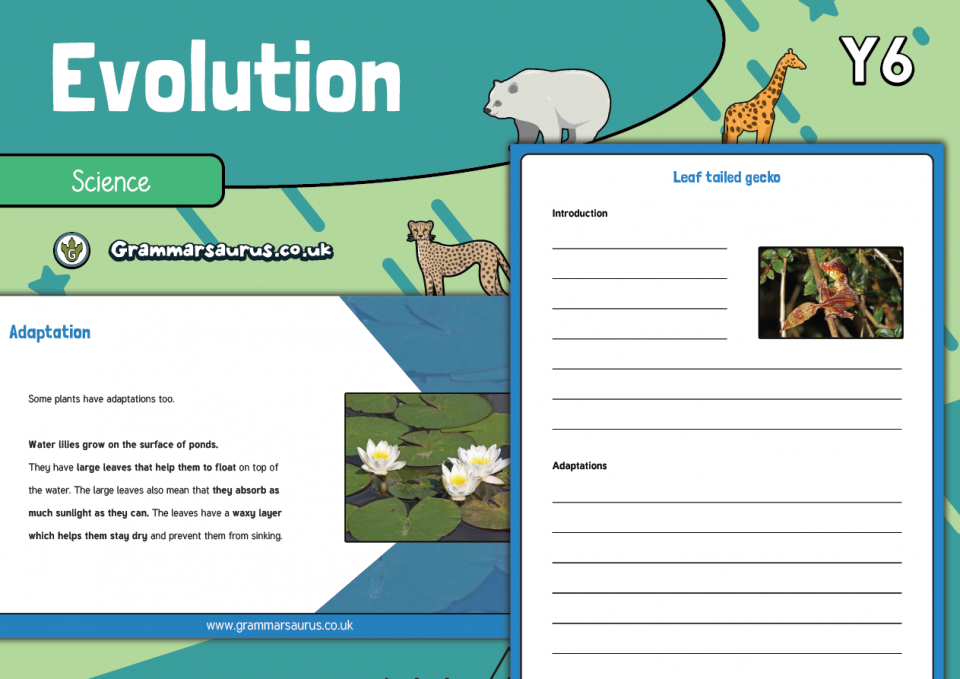 Year 6 Science - Evolution - Adaptation - Lesson 2 - Grammarsaurus