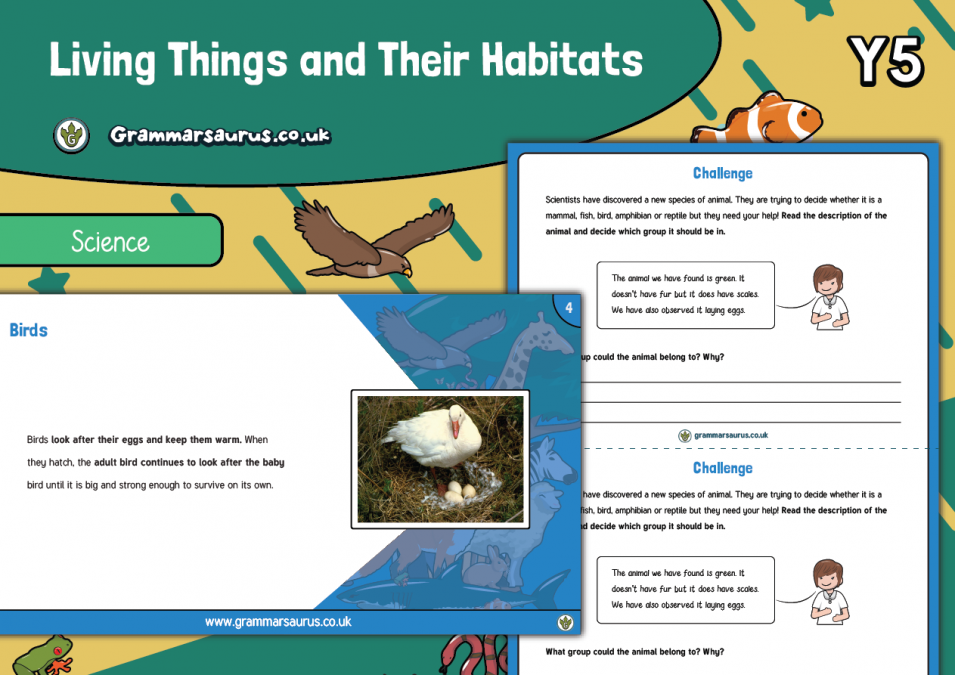 Year 5 Science - Living Things and their Habitats - Reproduction in ...