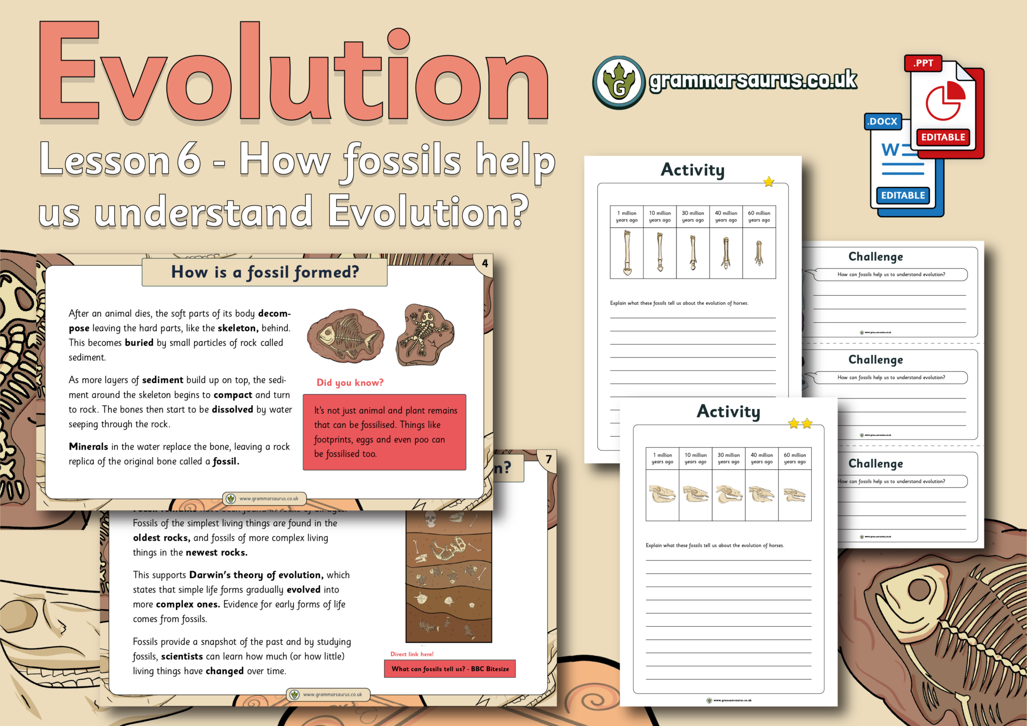 Year 6 Science - Evolution - How fossils help us understand Evolution ...