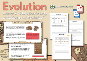Year 6 Science - Evolution - How fossils help us understand Evolution ...