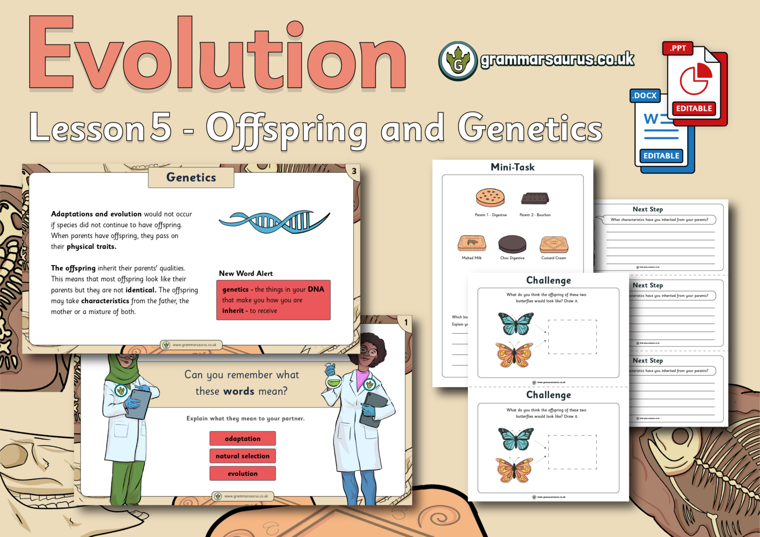 Year 6 Science - Evolution - Offspring and Genetics - Lesson 5 ...