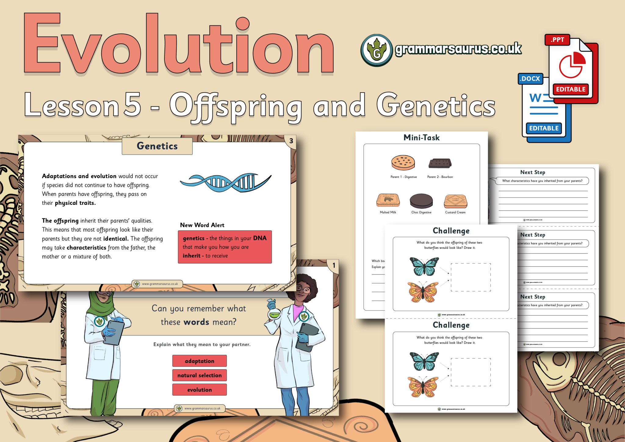 Year 6 Science - Evolution - Offspring and Genetics - Lesson 5 ...