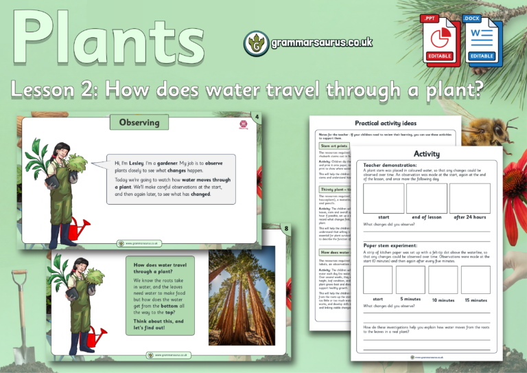 Year 3 Science - Plants - How does water travel through a plant? Lesson ...