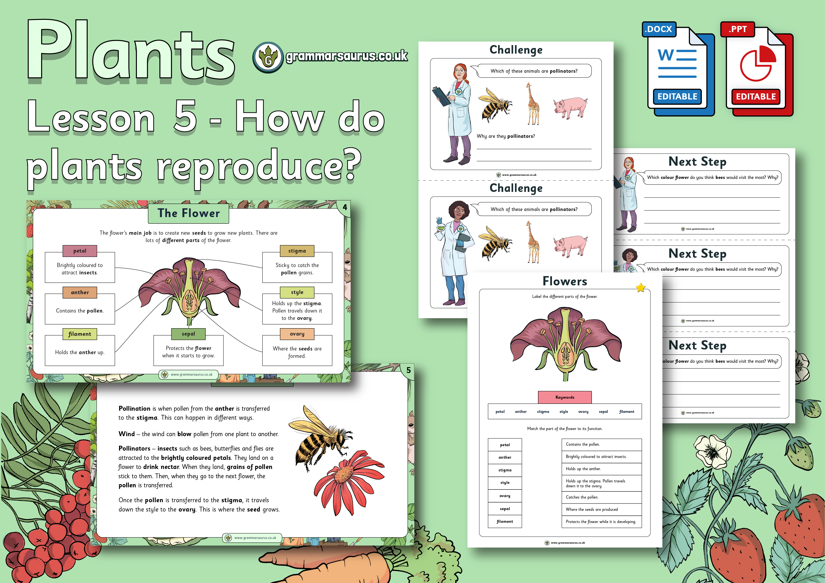 Year 3 Science - Plants - How do plants reproduce? Lesson 5 - Grammarsaurus