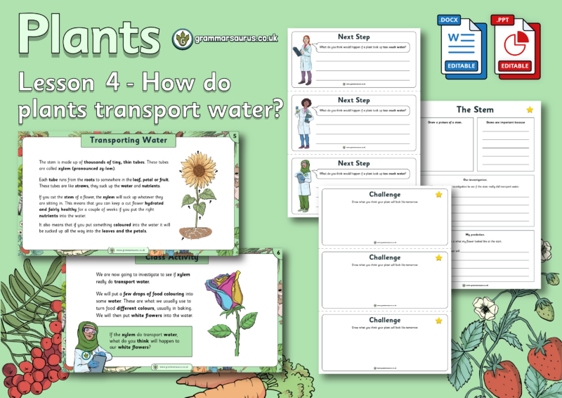 Year 3 Science - Plants - How do plants transport water? Lesson 4 ...