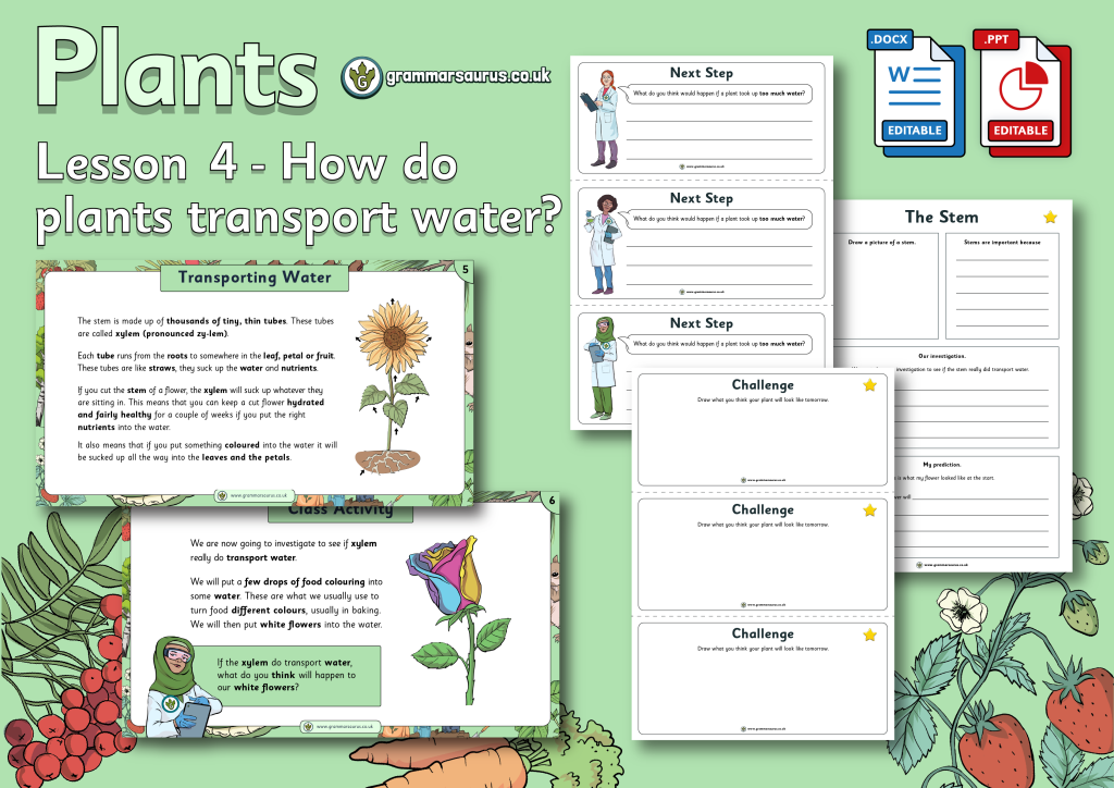 Year 3 Science - Plants - How do plants transport water? Lesson 4 ...