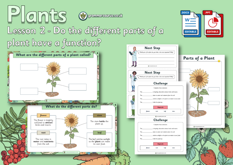Year 3 Science - Plants - Do the different parts of a plant have a ...