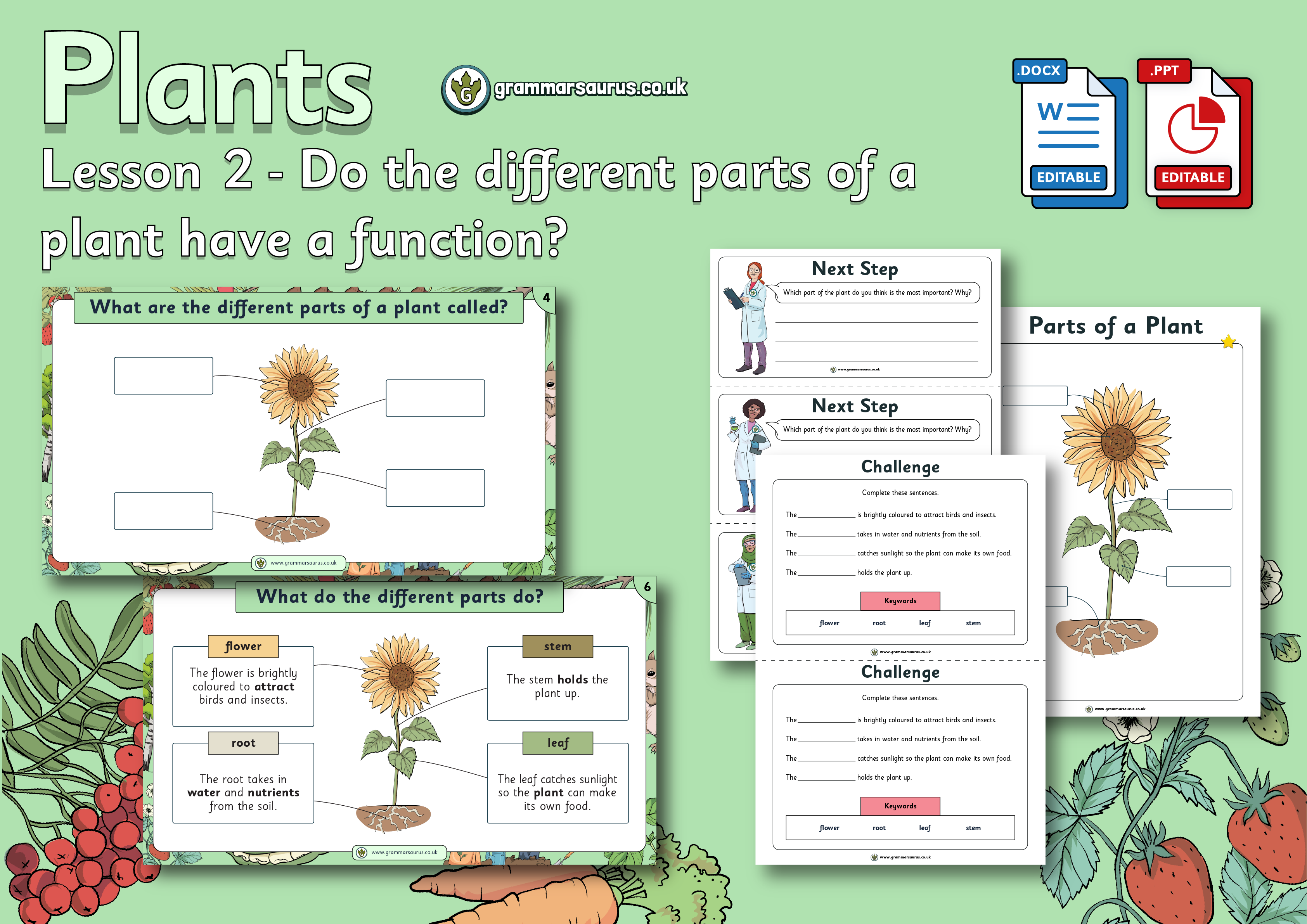 Year 3 Science - Plants - Do the different parts of a plant have a ...
