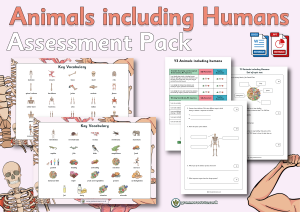 Year 3 Science - Animals including Humans - Assessment Pack - Grammarsaurus