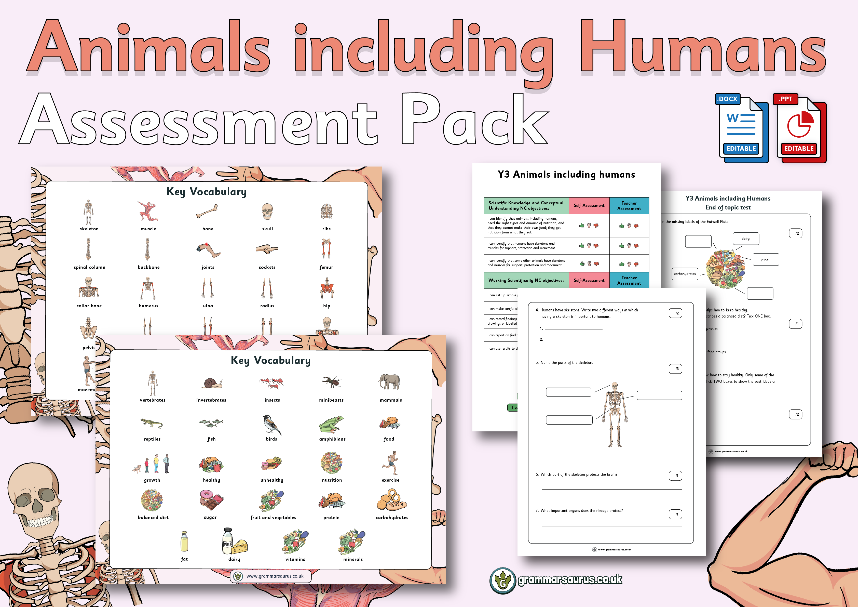 Year 3 Science - Animals including Humans - Assessment Pack - Grammarsaurus
