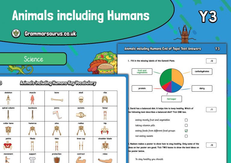 Year 3 Science - Animals including Humans - Assessment Pack - Grammarsaurus