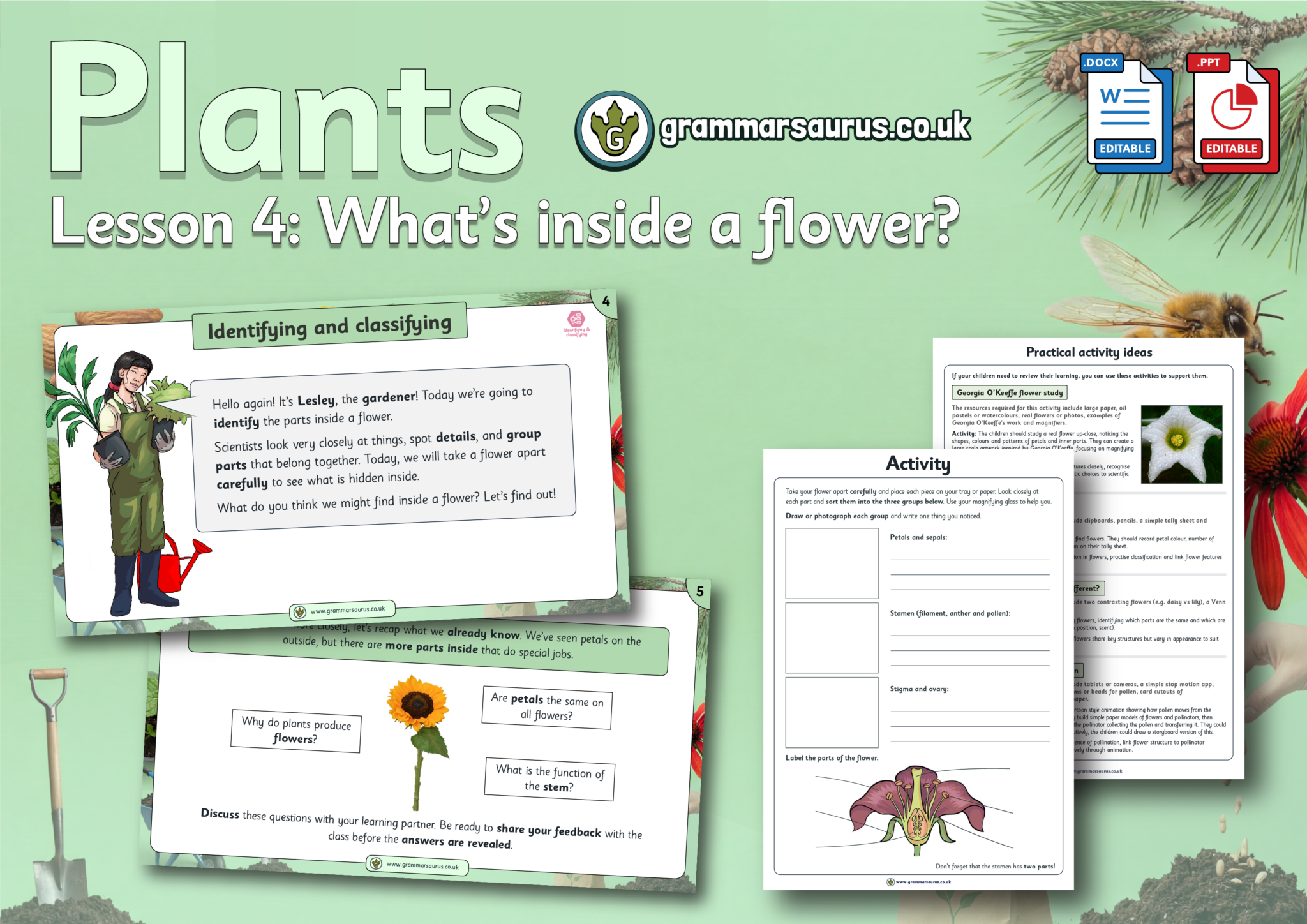 Year 3 Science - Plants - What's inside a flower? Lesson 4 - Grammarsaurus