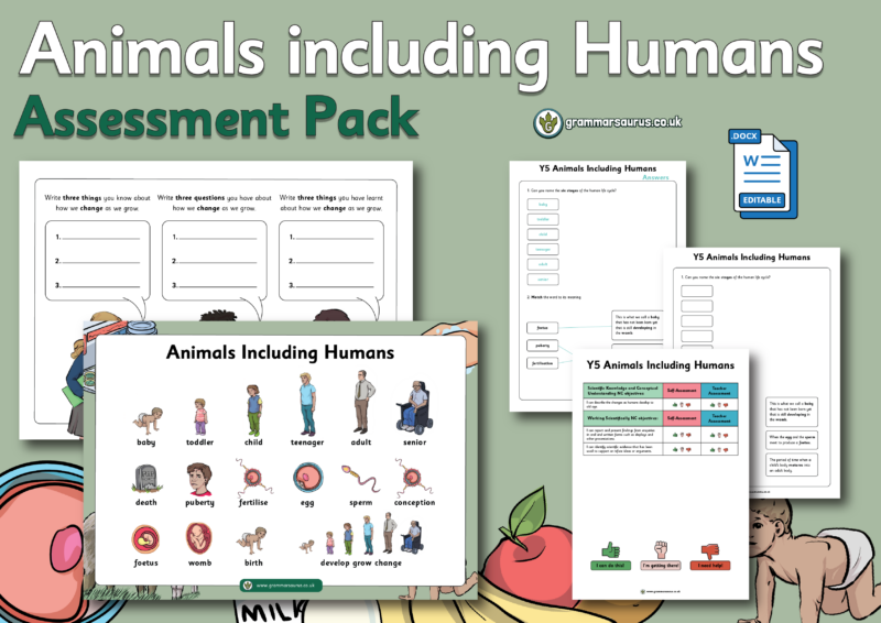 Year 5 Science - Animals including Humans - Assessment Pack - Grammarsaurus