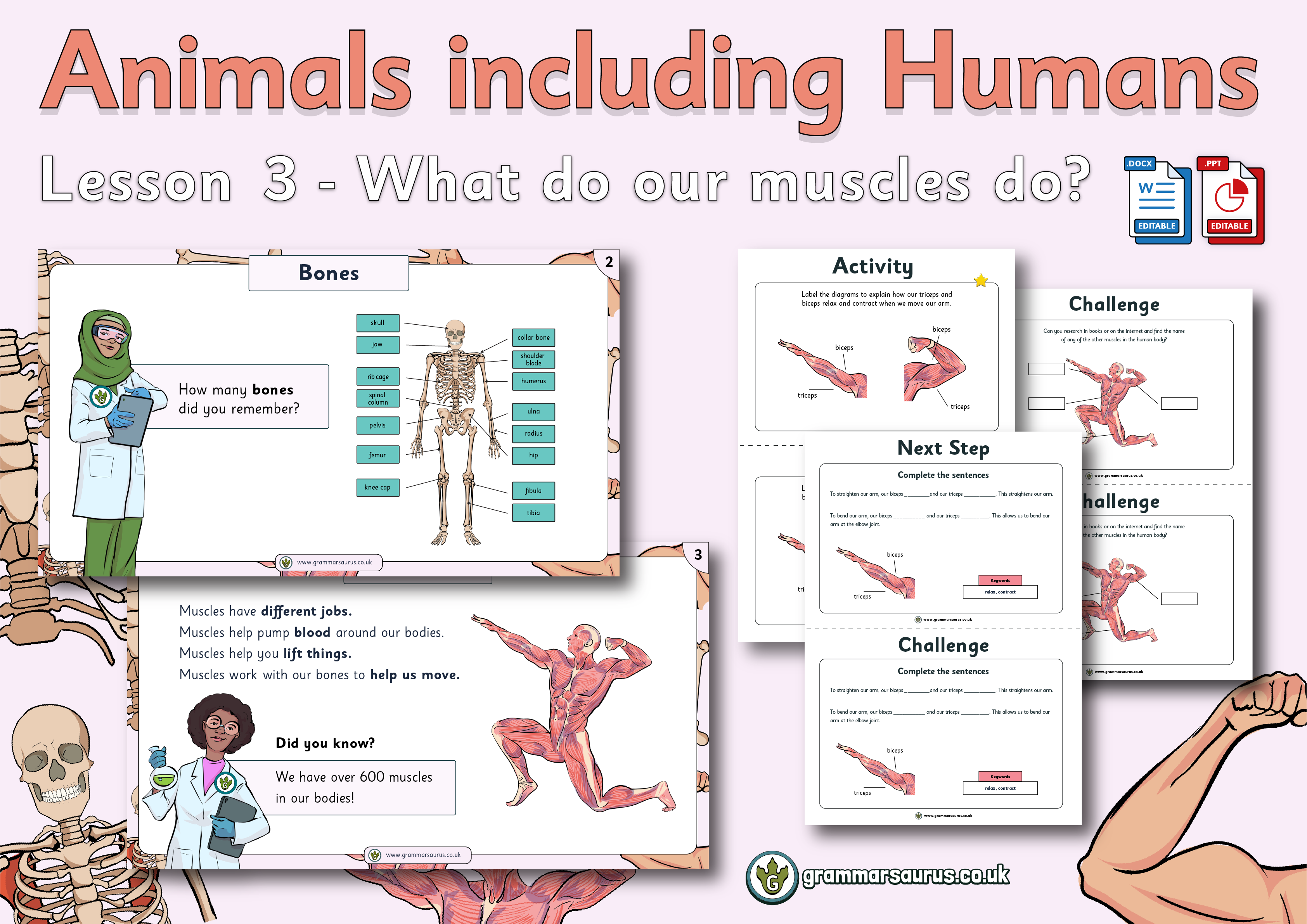 Year 3 Science - Animals including Humans - What do our muscles do ...