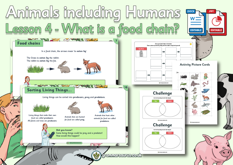 Year 4 Science - Animals including Humans - What is a Food Chain ...