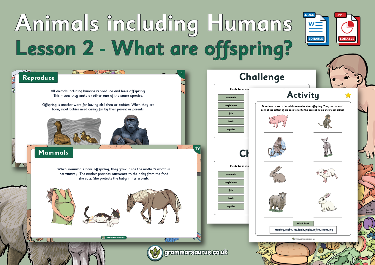 Year 2 Science - Animals including Humans - What are offspring? Lesson ...