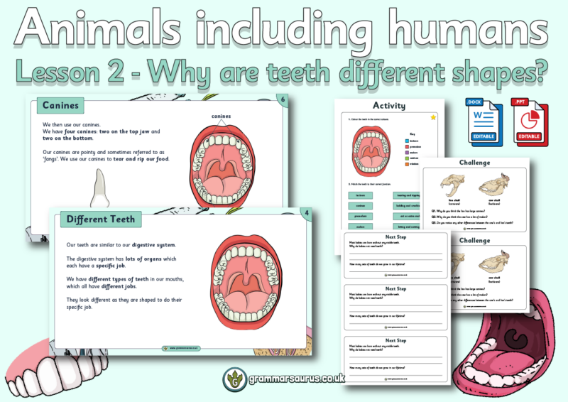 Year 4 Science - Animals including Humans - Why are teeth different ...