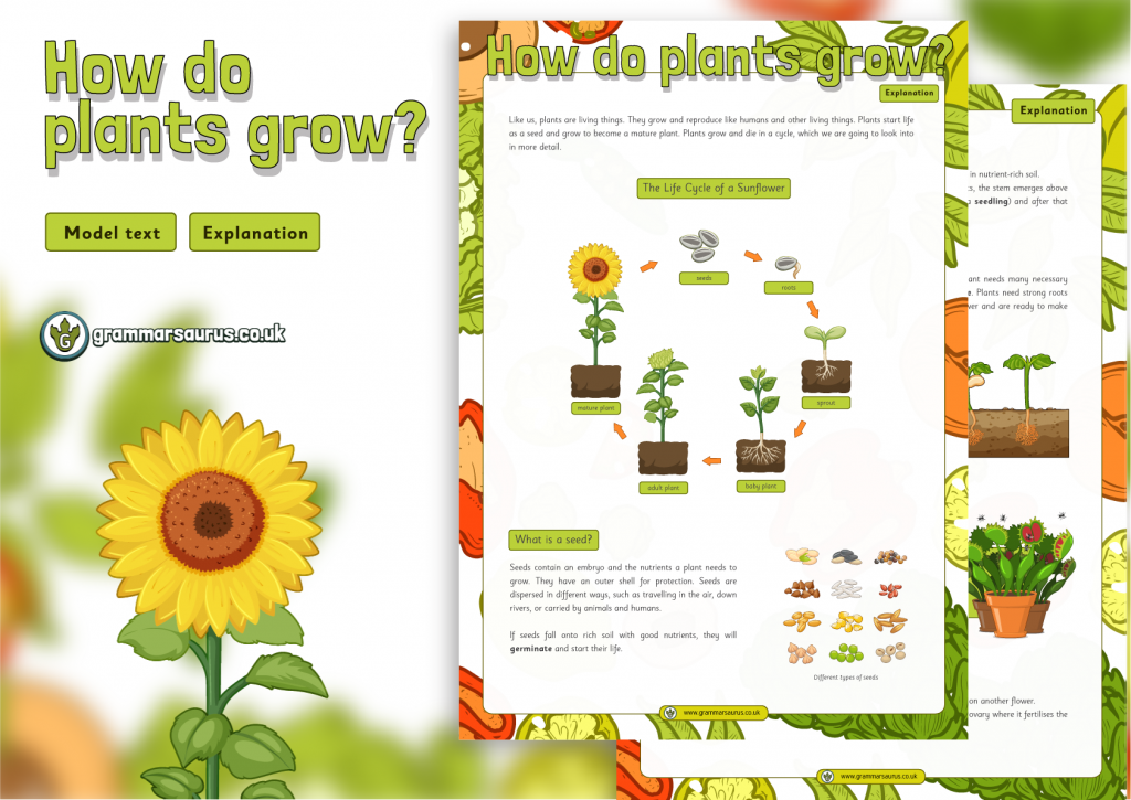 Year 3 Model Text - Explanation - How do plants grow? ( gbsct P3 ...
