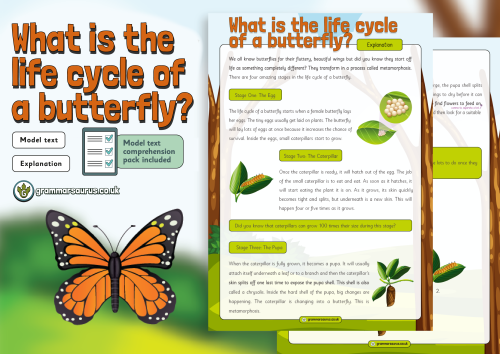 Year 2 Model Text – Explanation – What is the life cycle of a butterfly ...
