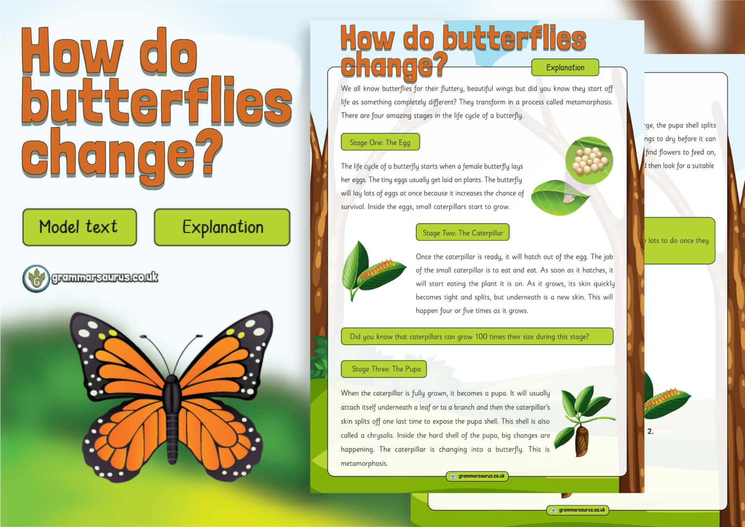 Year 2 Model Text – Explanation – How do butterflies change ...