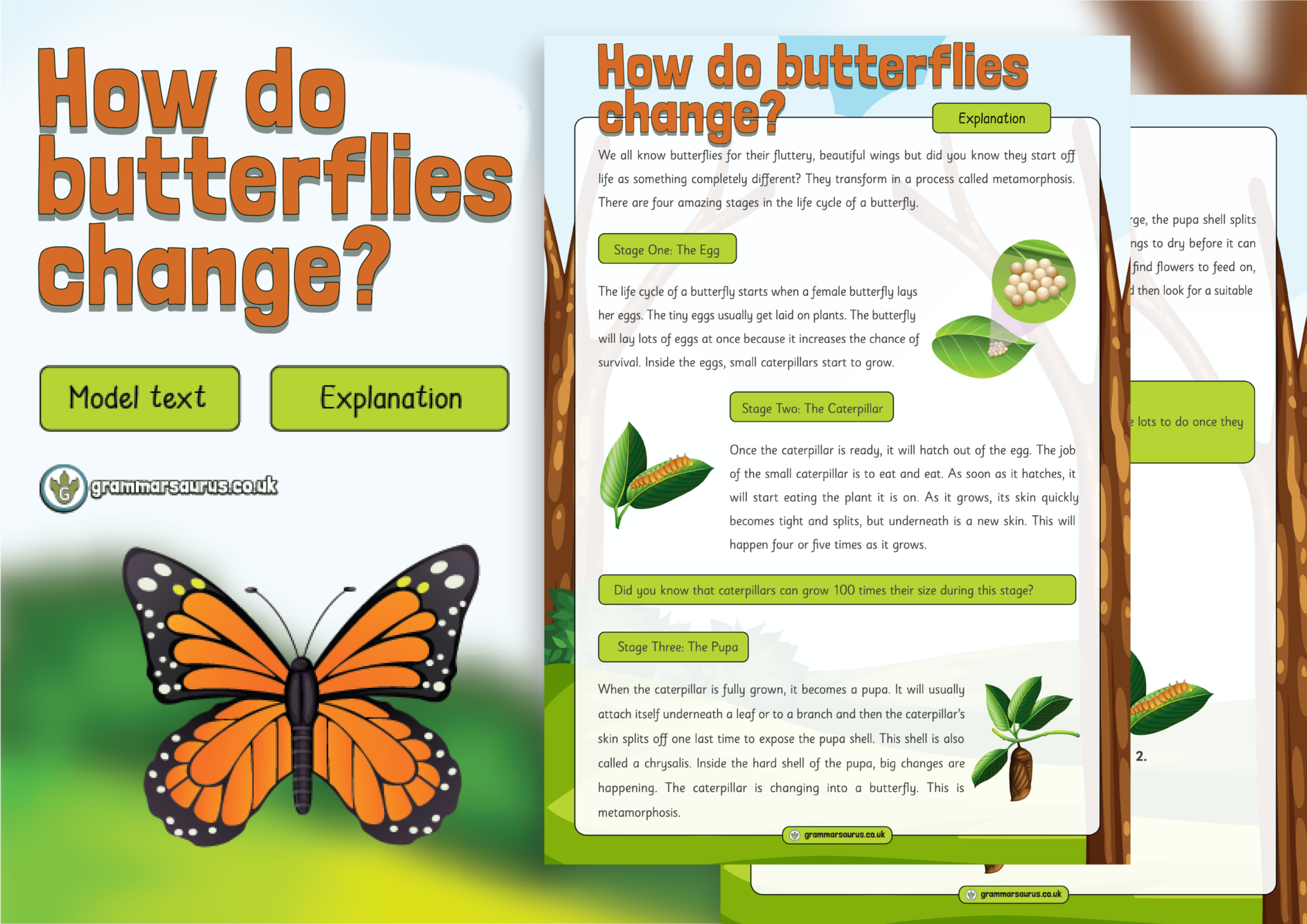 Year 2 Model Text – Explanation – How do butterflies change ...