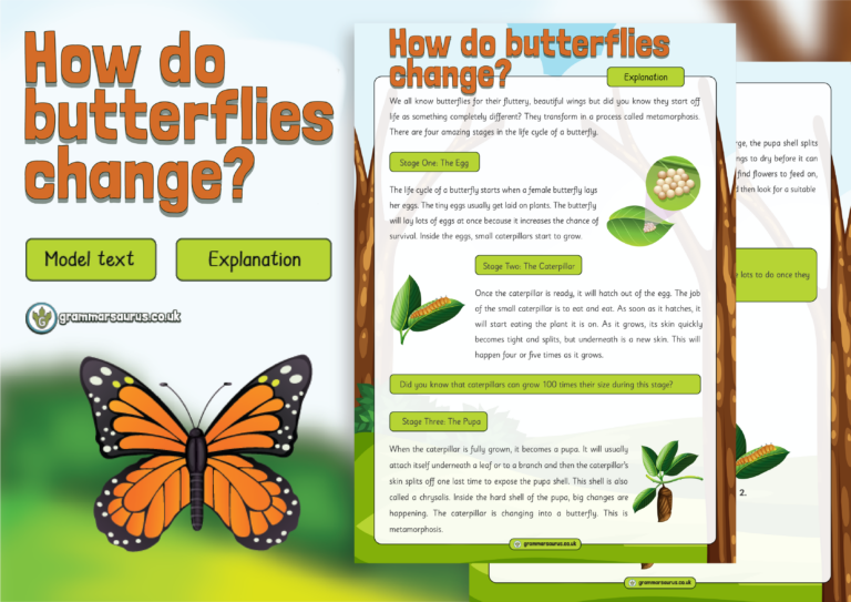 Year 2 Model Text – Explanation – How do butterflies change ...