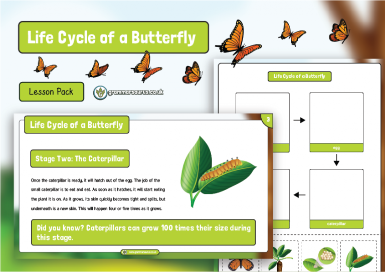 Life Cycle of a Butterfly_Ad (1) - Grammarsaurus
